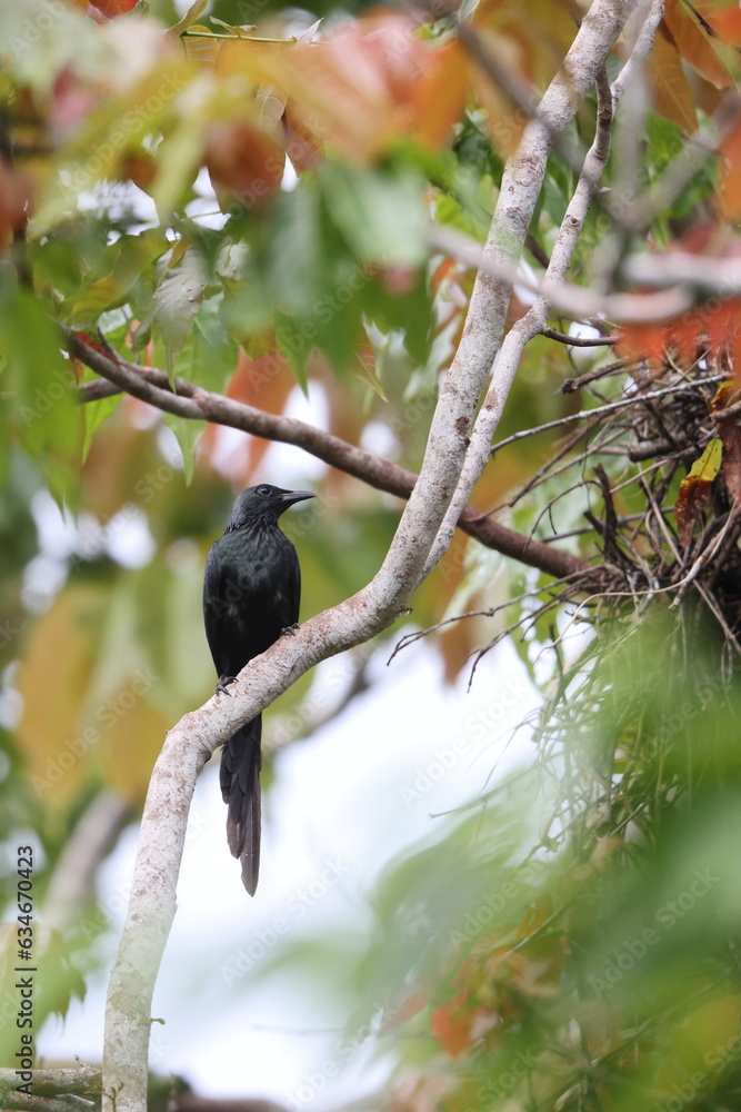 Long-tailed starling (Aplonis magna) is a species of starling in the ...