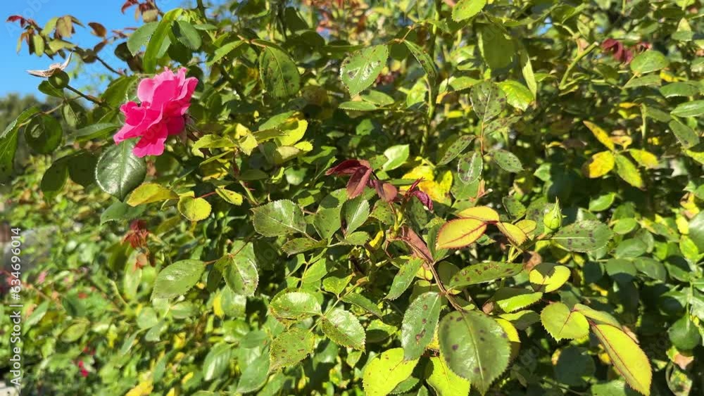 Brown and black spots on rose leaves. Plant affected by Diplocarpon ...