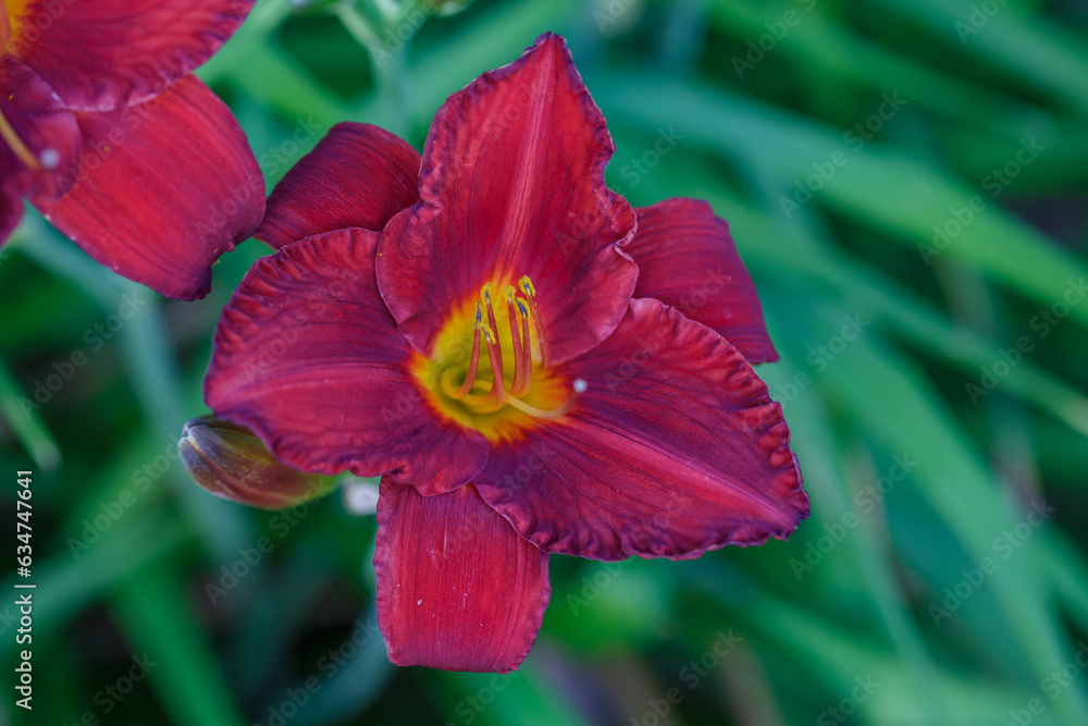 Blooming red lily in drops of rain macro photography on a summer day ...