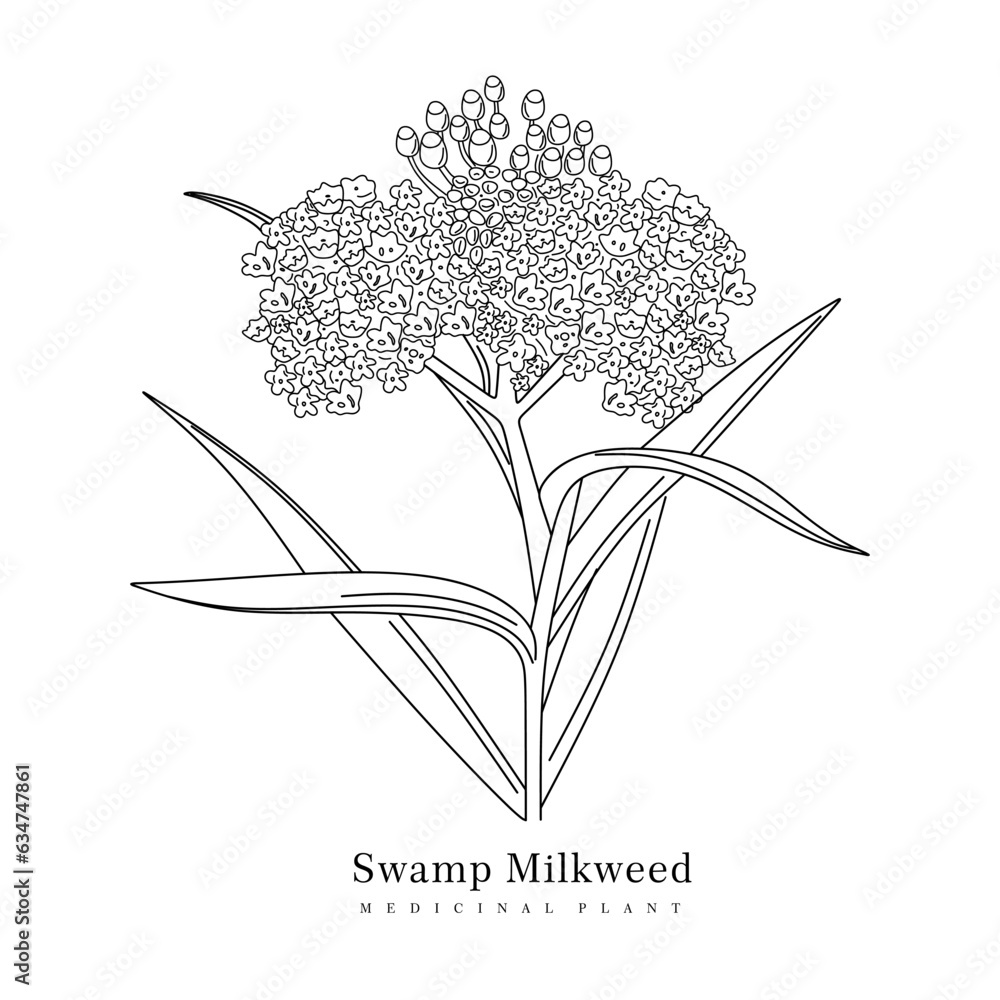 Swamp Milkweed Wildflower. Hand drawn of medicinal plant isolated ...