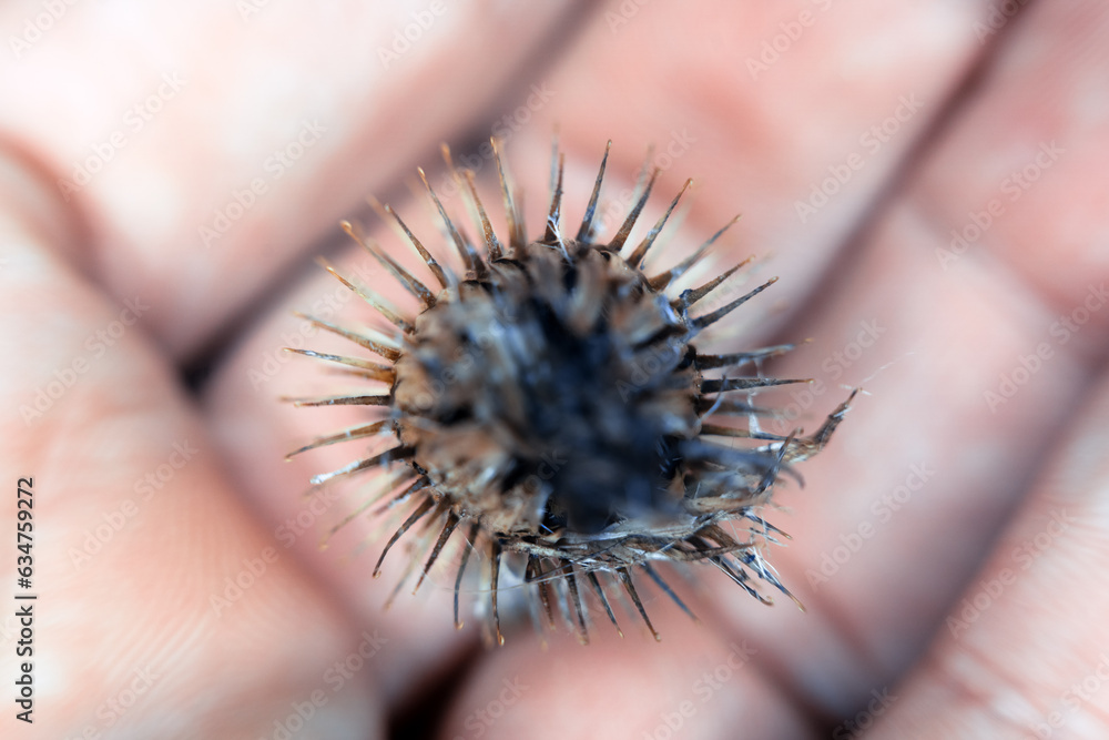 Burdock fruit box (cuckold dock (Arctium lappa)). Hooks stick out and ...
