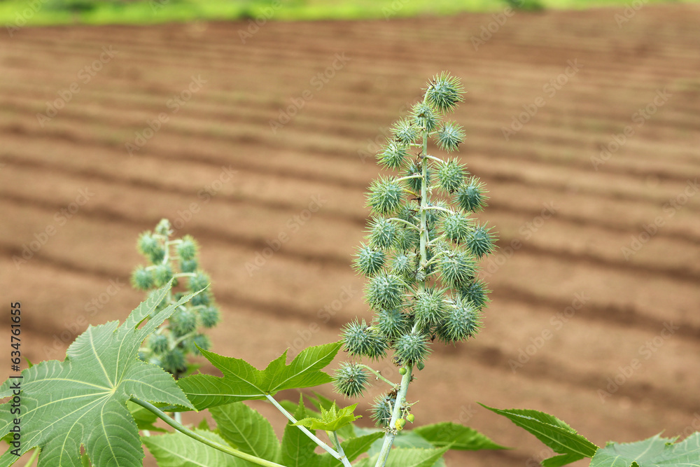 Foto de Green seeds Castor oil plant, vegetal from where extracts the ...