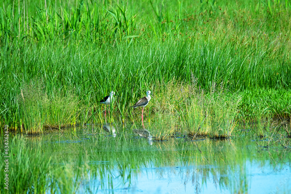 Salt Marsh (salina) and helium. Halophytes - Common reed (Phragmites ...