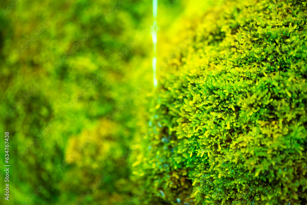 Green moss wall in Iceland with dripping water droplets. Beautiful ...