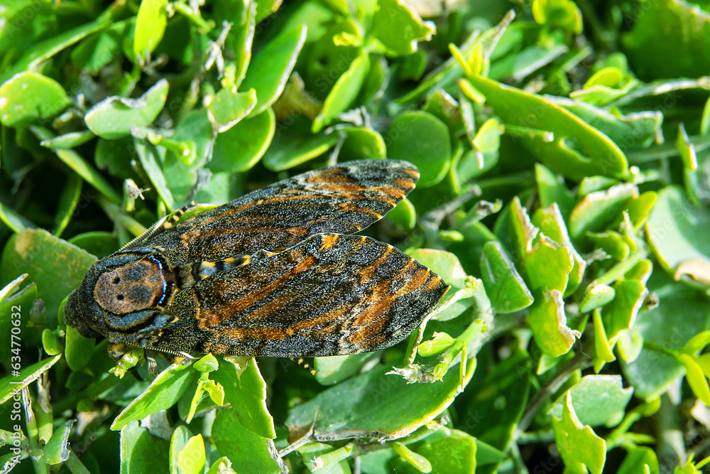 Death's head hawk (Acherontia atropos). Butterfly on Asclepiadaceae ...