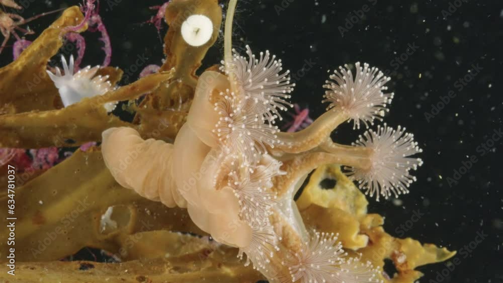 Stalked jellyfishes, sedentary medusa Lucernaria quadricornis, order ...