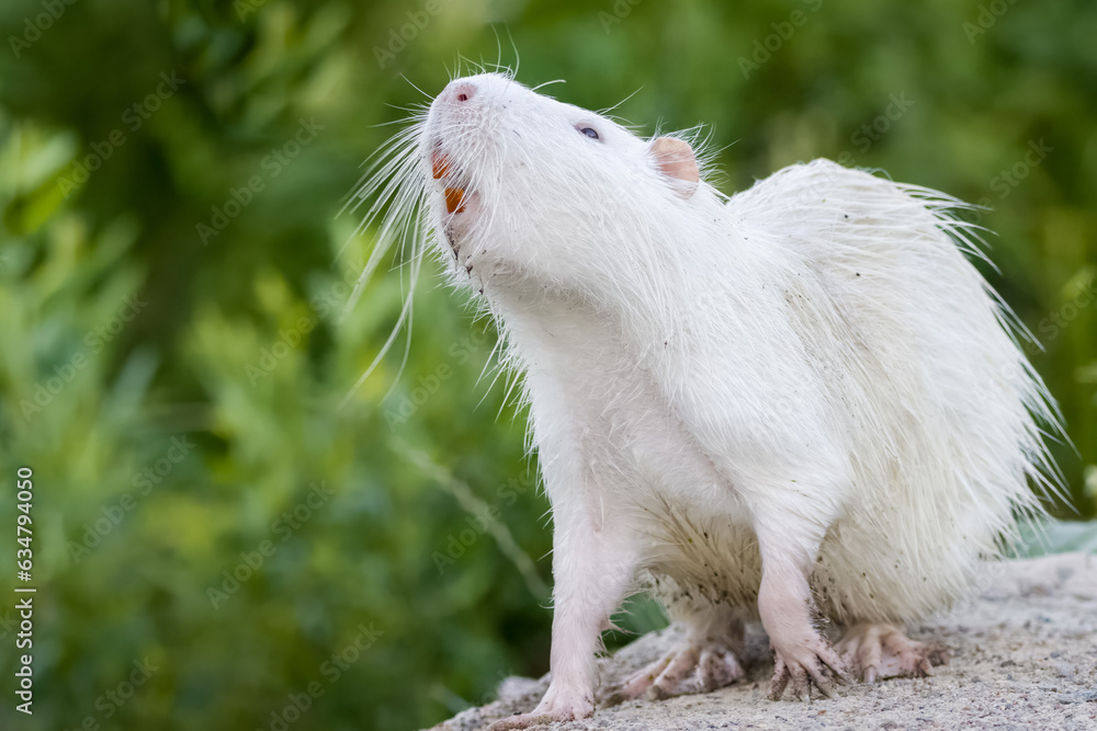 White young nutria with orange teeth stands on the stone and looks into ...