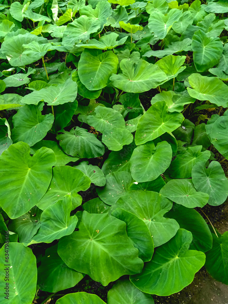 Taro plant, too many taro pant fresh leaves in one frame, green leaves ...