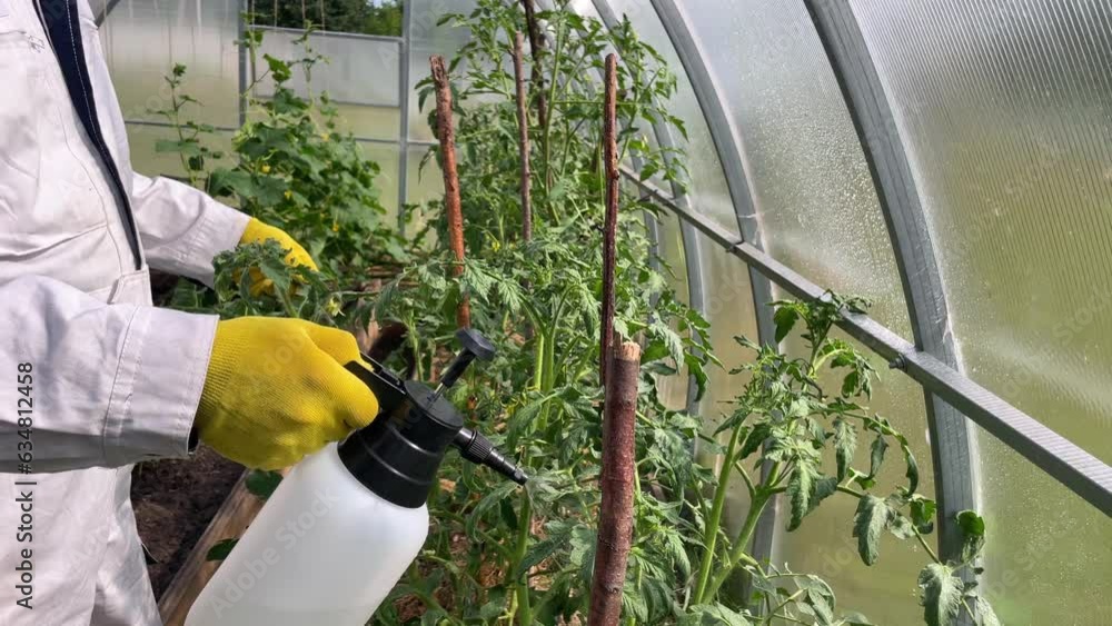 Farming concept. Spraying insecticide on tomato seedlings indoors ...