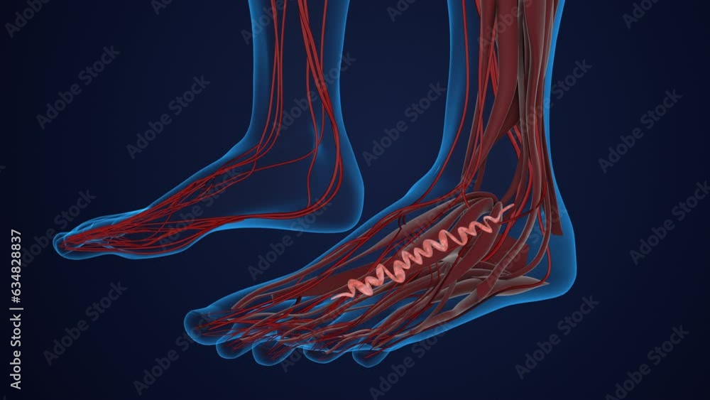 The concept of human varicose veins in feet's Stock Video | Adobe Stock