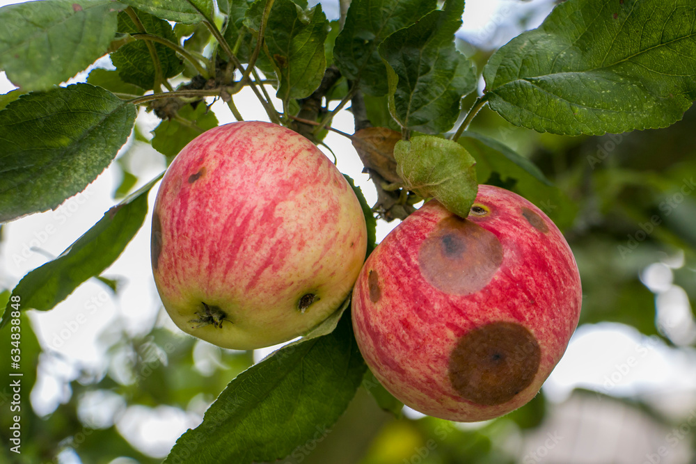 Apple moniliasis. The apple rot on the tree. Fruit rot of the apple ...