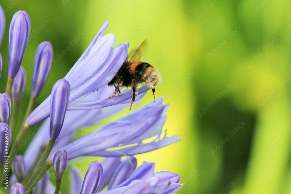 Save the bumble bee on green Blue, African Lily flower on green African ... Save the bumble bee on green Blue, African Lily flower on green African ...