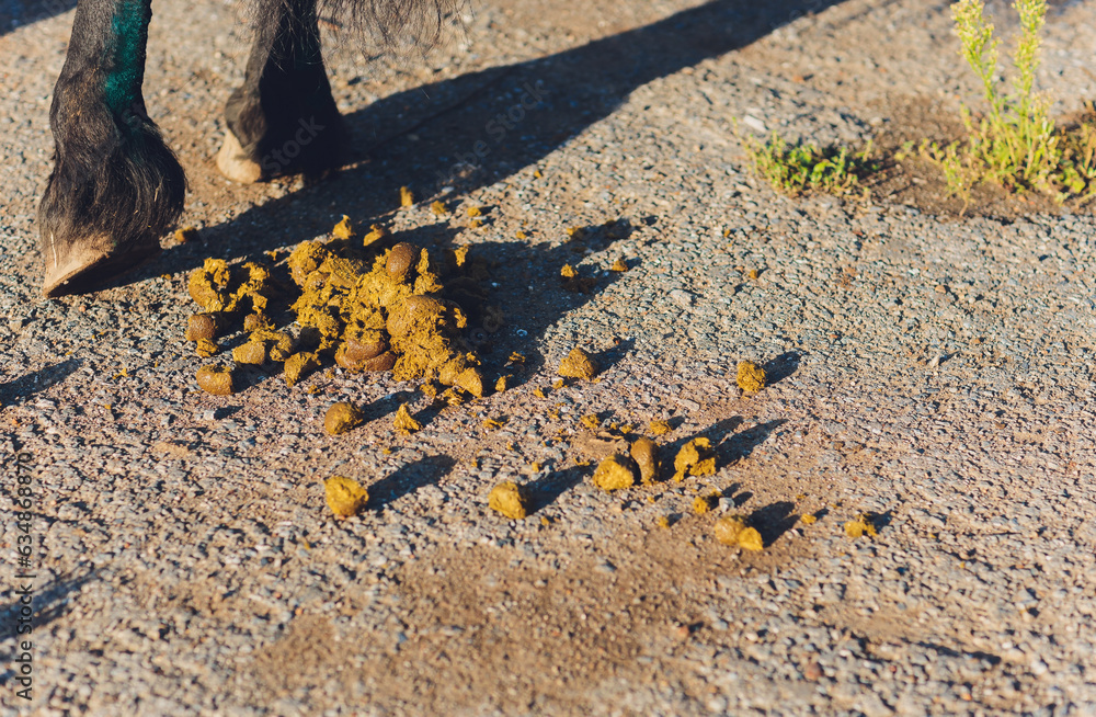 Chestnut horse taking a crap. Big chunks of fresh dropped horse shit or ...