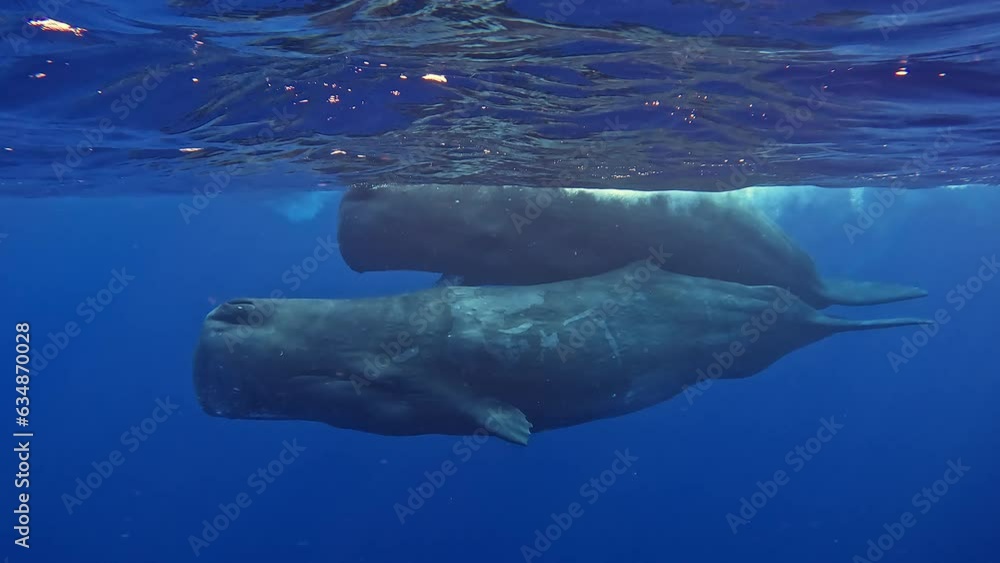 Large whales swim in pairs in the blue ocean. People dive to mammals ...
