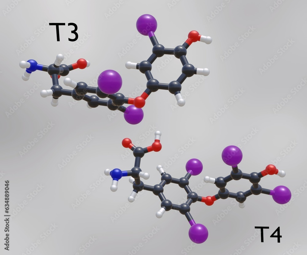 The main hormones produced by the thyroid gland are thyroxine or ...
