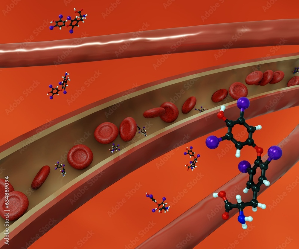 thyroxine or t4 hormone molecule and red blood cells inside of blood ...