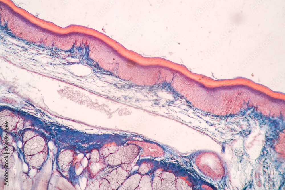 Showing Light micrograph of the Sublingual gland, Oesophagus human and ...