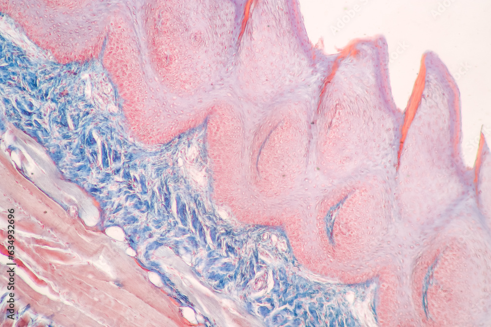 Showing Light micrograph of the Sublingual gland, Oesophagus human and ...