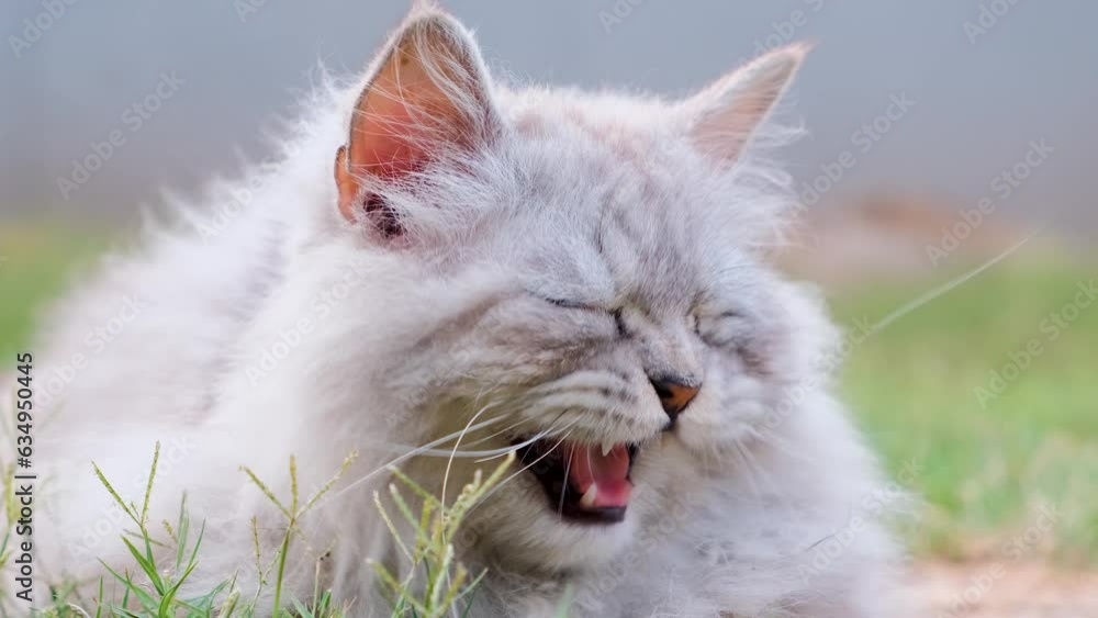 Angry cat meowing. Angry cat. Close up of cat face. Beautiful footage ...
