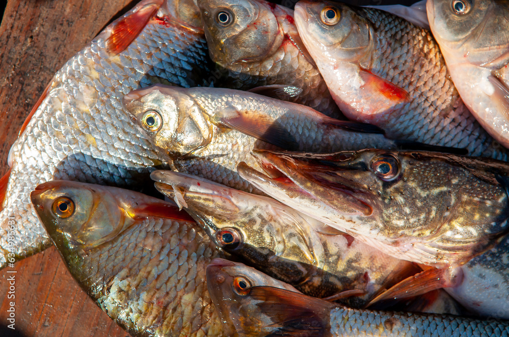 Lots of different fish caught in the boat. Fishing on the river in a ...