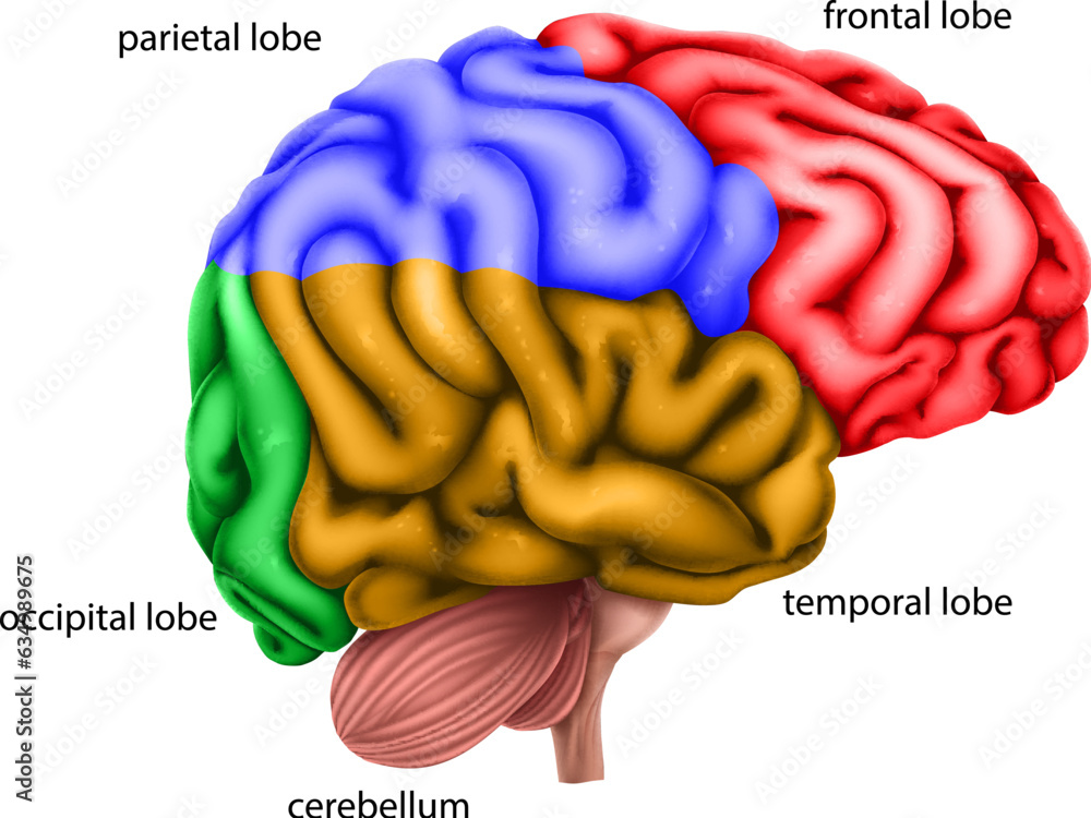 Human brain with regions or lobes differentiated by color and labelled ...