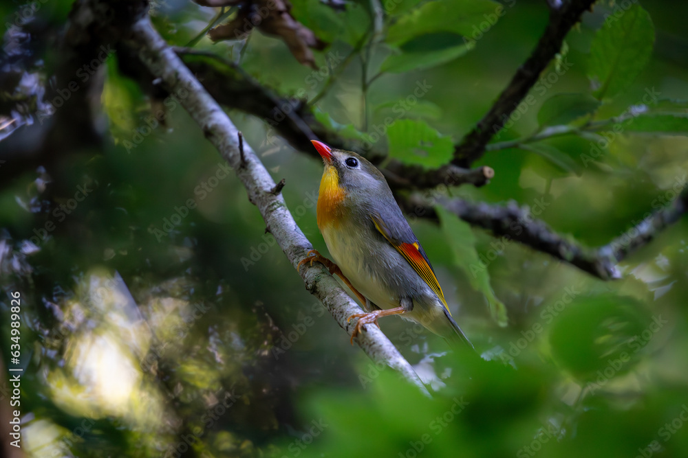 Poster Red-billed leiothrix living around Mount Fuji in Japan – Wall ...