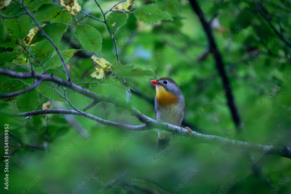 Poster Red-billed leiothrix living around Mount Fuji in Japan – Wall ...