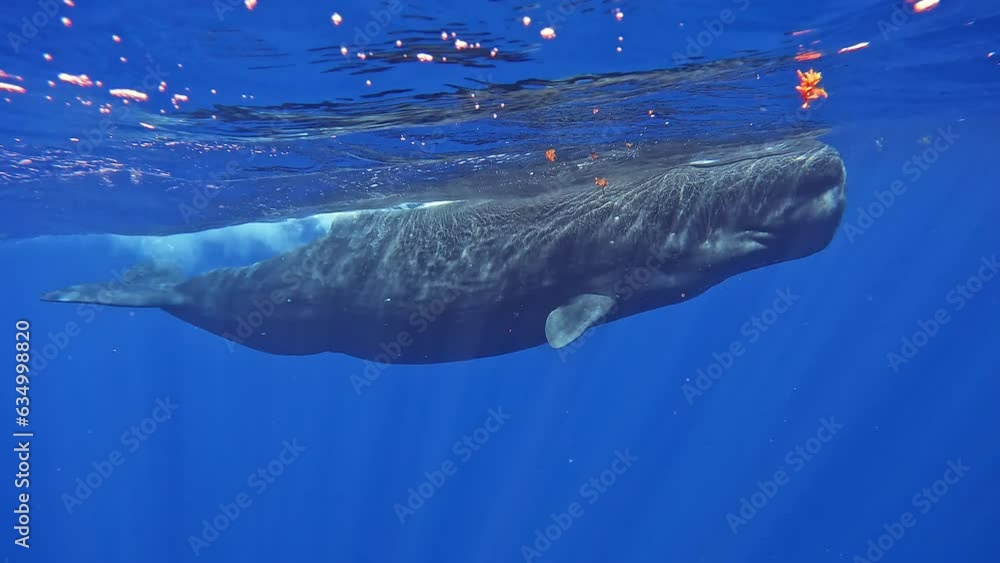 Large spermwhale dive in blue ocean. People dive to mammals under water ...