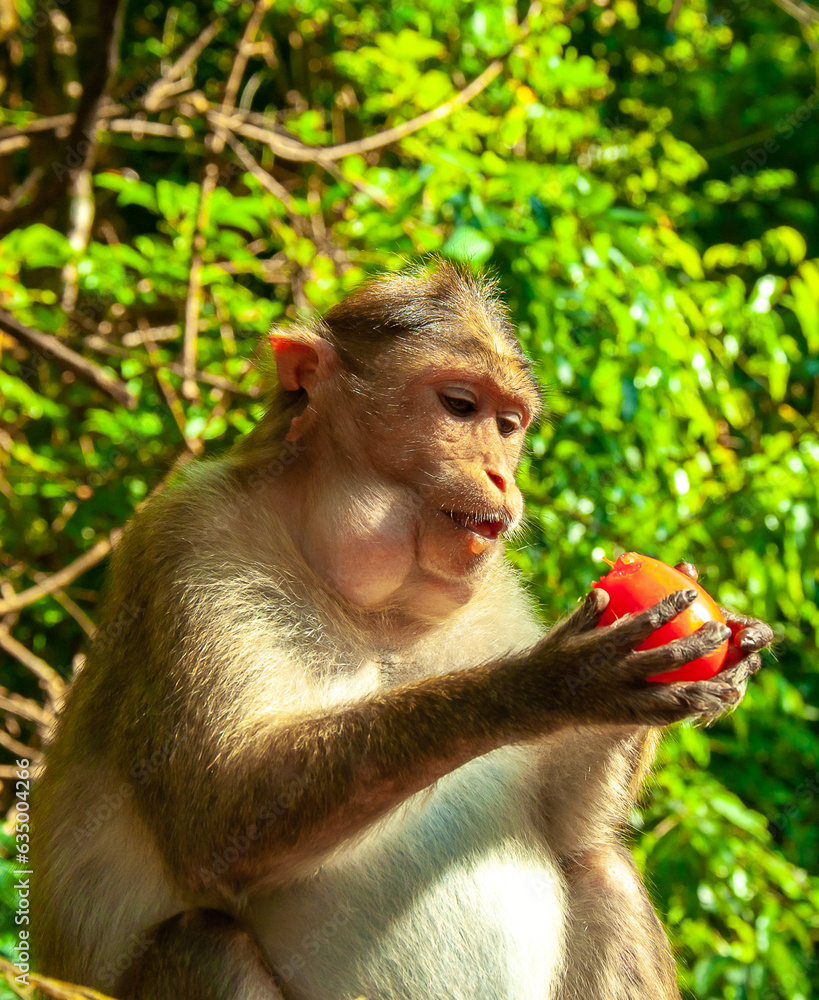 The pregnant monkey eats fruits and vegetables. Rainforest of India ...
