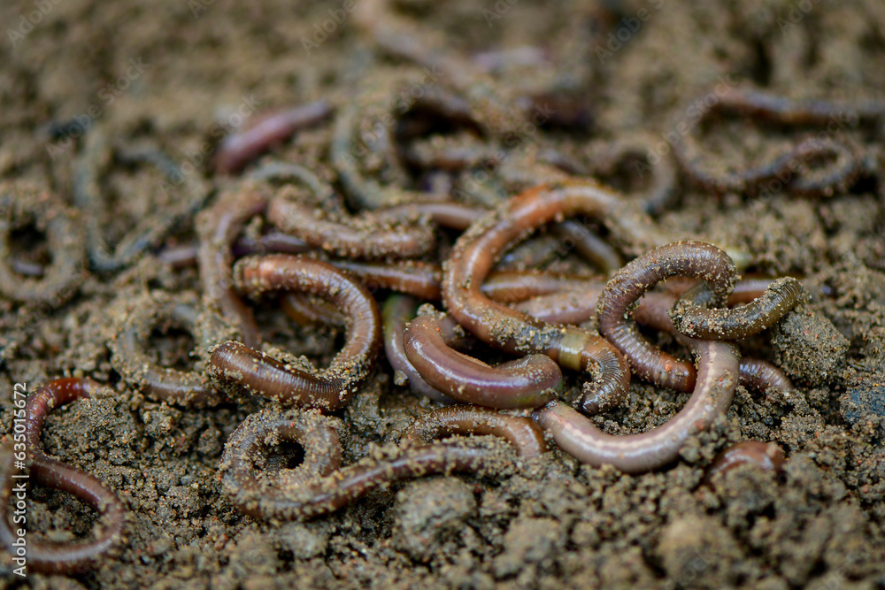 Earthworm moving on the fertile soil. Dendrobaena is a burrowing ...