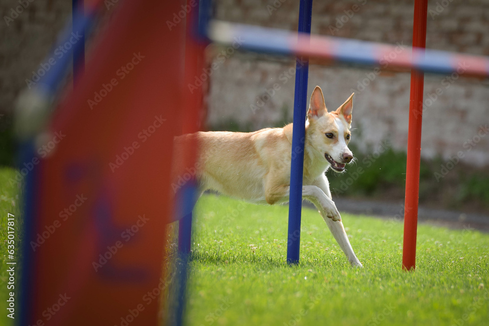 Dog is running slalom on his agility training on agility summer camp ...