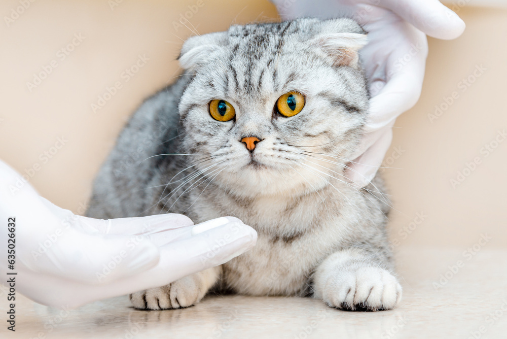 Vet gives medication for animal.a white tablet is given to a cat gray ...