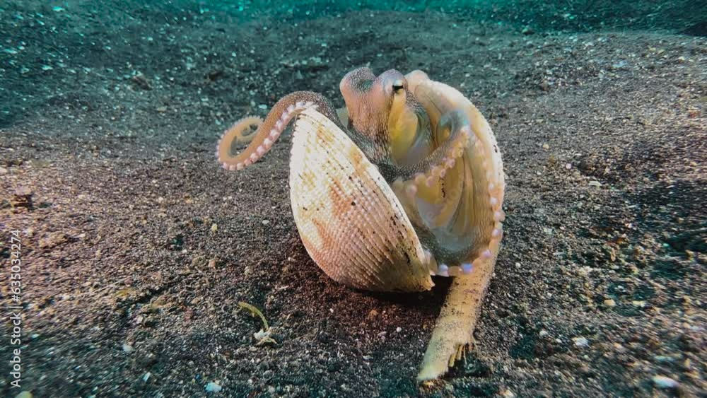 Vídeo do Stock: Coconut octopus peeks out of a half-closed clam shell ...