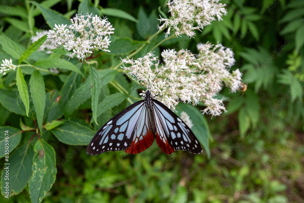 Parantica sita, the chestnut tiger,Wings elongate, almost as in Idea ...