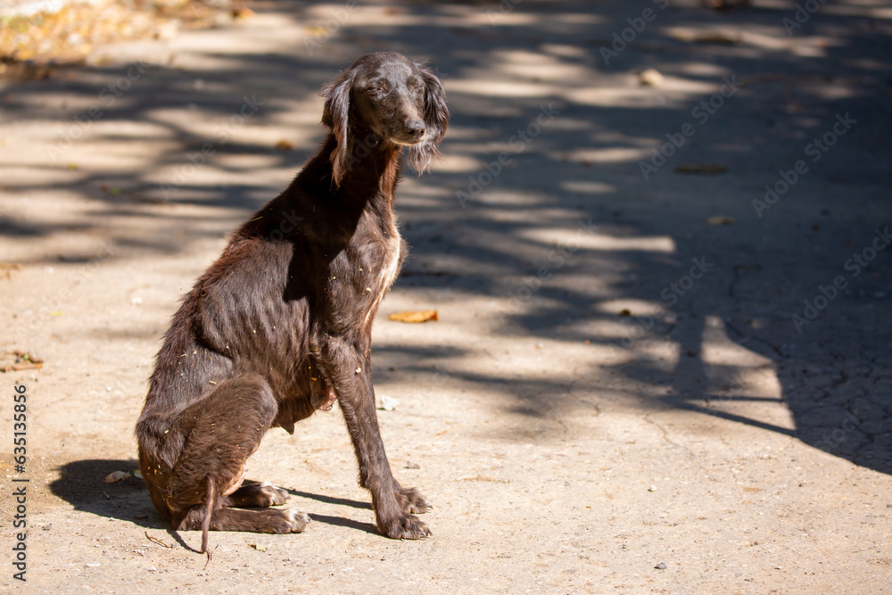 Abandoned starving animals on the streets of the ruined city, thin ...