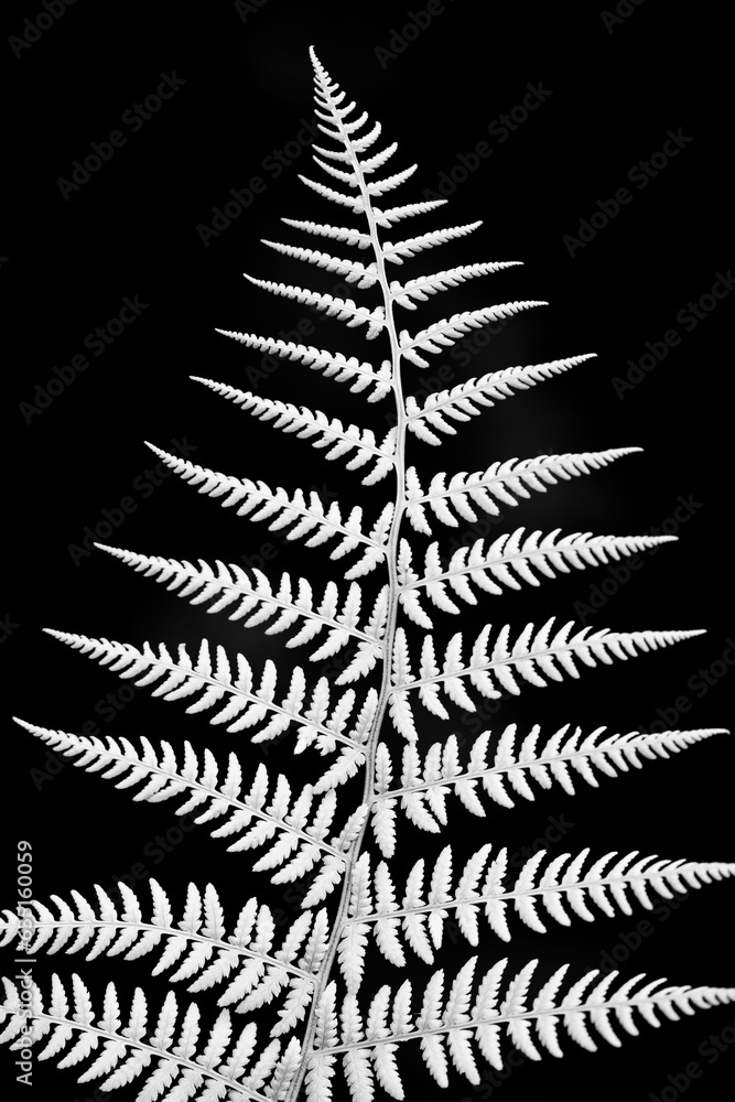 Bent frond of Lady fern (Athyrium filix-femina) isolted on black ...
