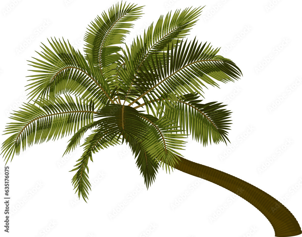 Bent coconut palm tree. Vector illustration of leaning palm tree. Image ... Bent coconut palm tree. Vector illustration of leaning palm tree. Image ...