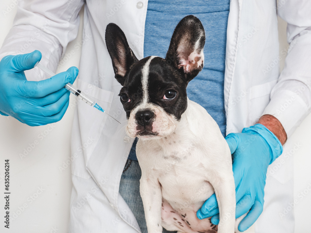 Veterinarian makes a vaccination to an adorable puppy. Close-up, white ...
