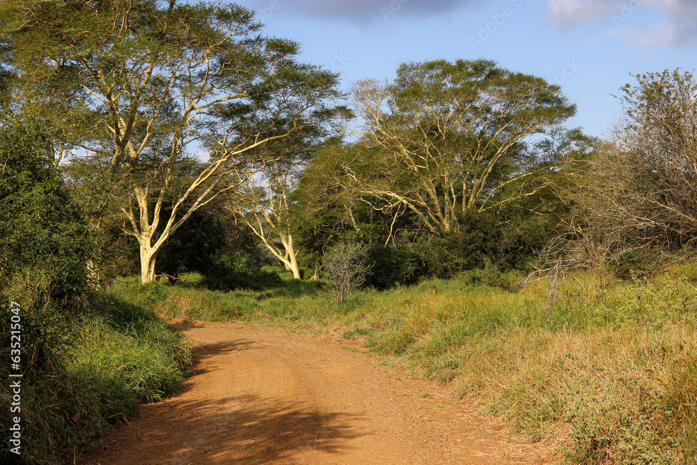 Fever trees (Vachellia xanthophloea) in Umkhuze Game Reserve, Zululand ...