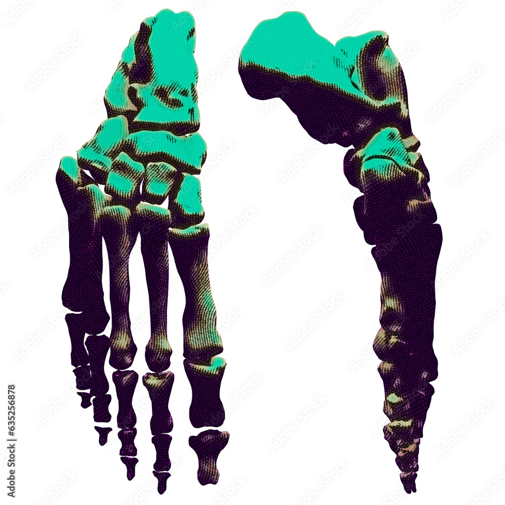 Detail of foot bones pencil drawing on transparent Stock Illustration ...