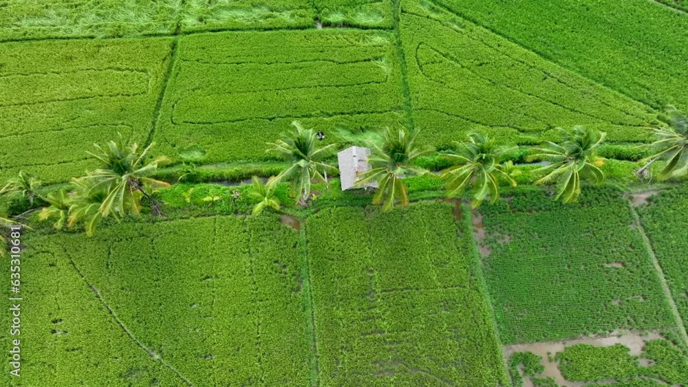 Top Down Dramatic Aerial View above tropical Rice Paddies, flooded with ...