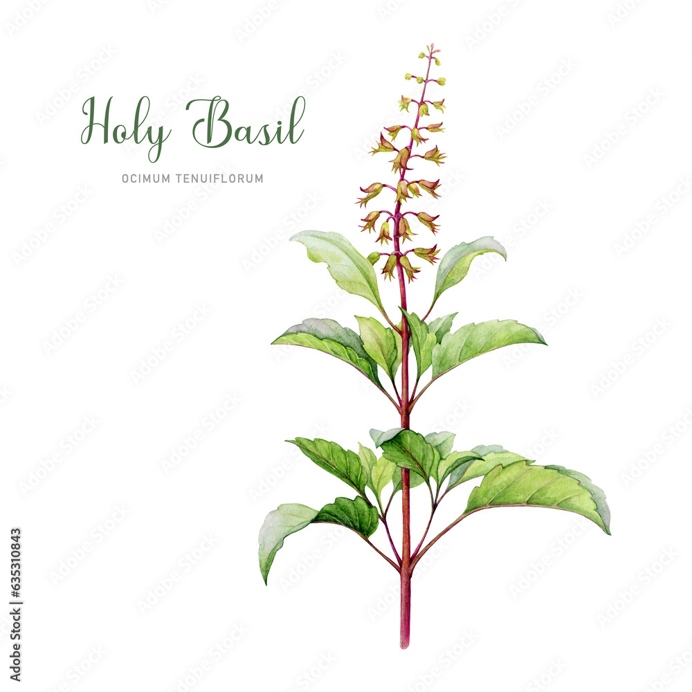 Holy basil organic plant watercolor illustration. Hand drawn tulsi ...