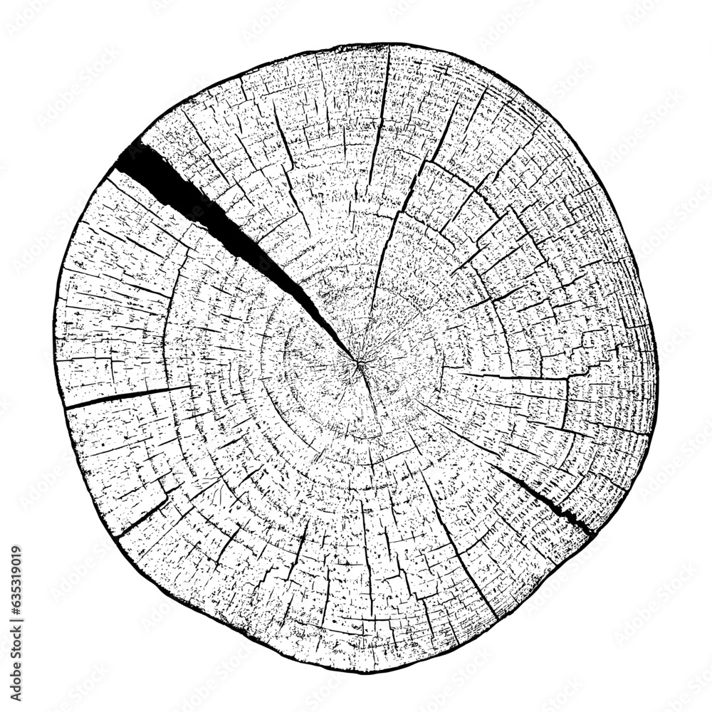 Wood texture cross section of tree rings. Cut slice of wooden stump ...