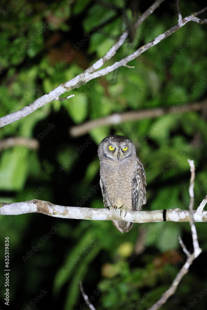 The Biak scops owl (Otus beccarii) is a species of owl endemic to the ...