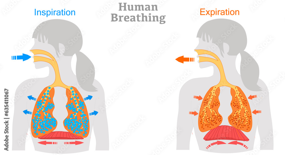 Breathe stages. Inhalation exhalation. Mechanism of the respiratory ...