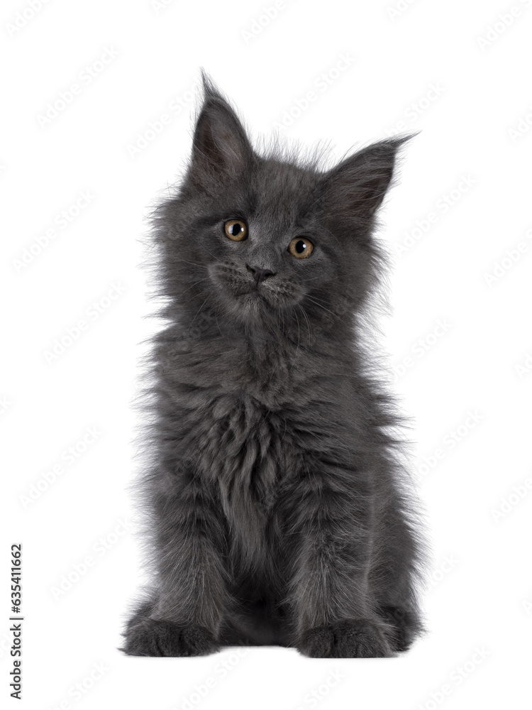 Amazing solid blue Maine Coon cat kitten, sitting up facing front ...