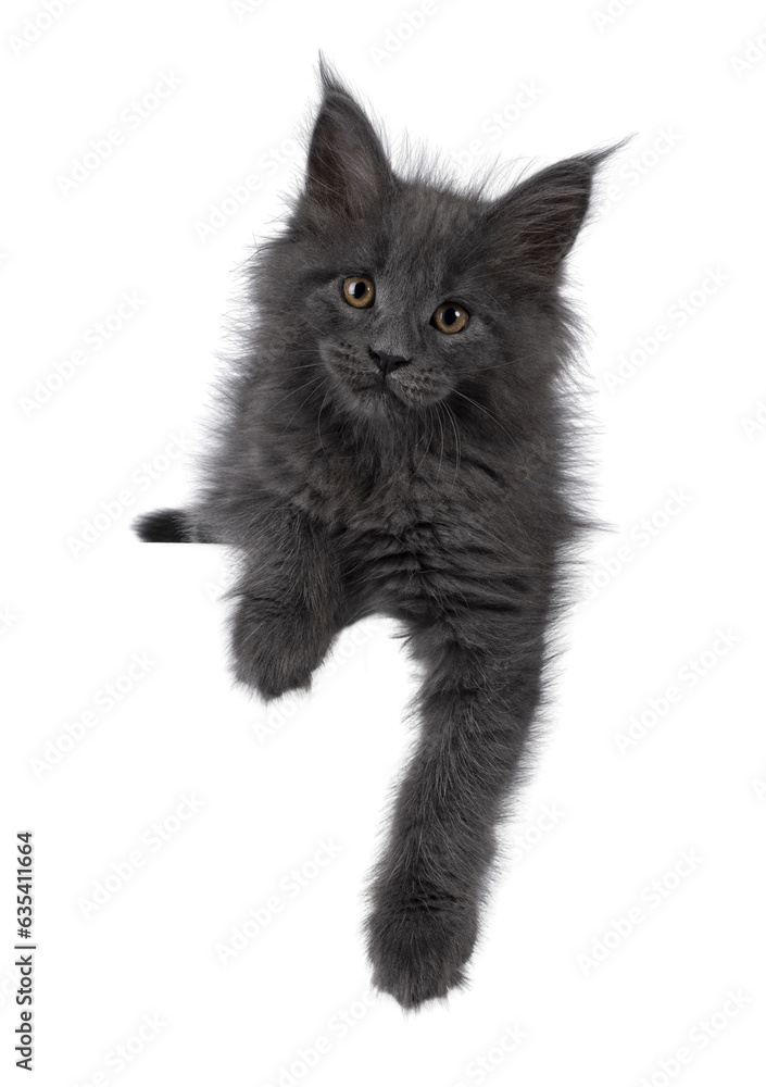 Amazing solid blue Maine Coon cat kitten, laying down facing front on ...