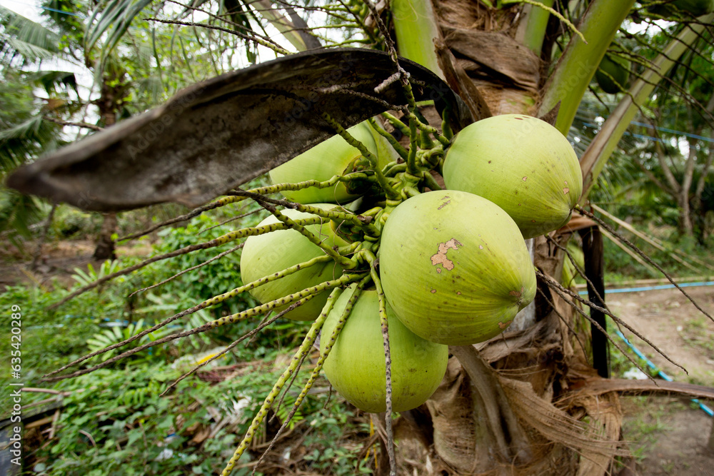 Coconuts on a coconut tree at an organic farm in the Samut Songkram ...
