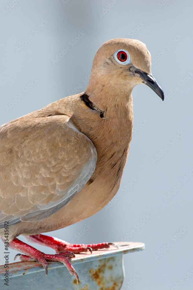 portrait of a brown dove on a fence ,against gray background. selective ...
