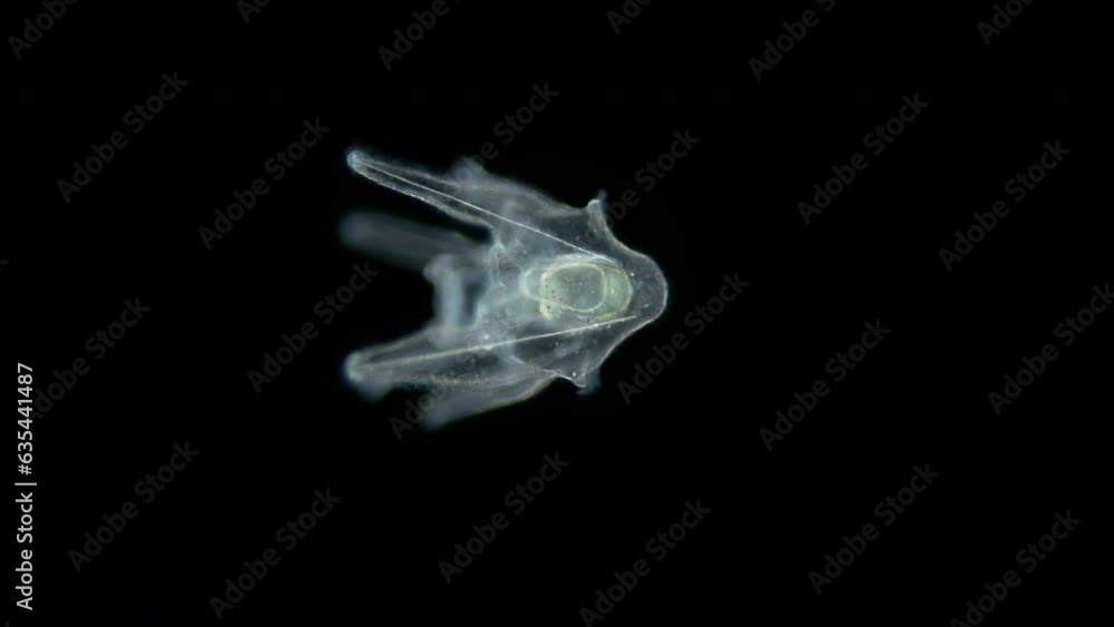 Larvae sea urchin Strongylocentrotus pallidus under microscope, phylum ...